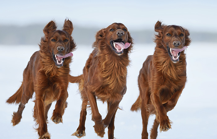 Danish producer of high-quality pet food for cats and dogs | Aller Petfood