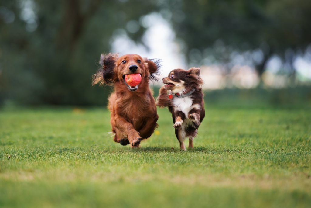 Big kibble for small dogs may be easy palatability boost - Aller Petfood