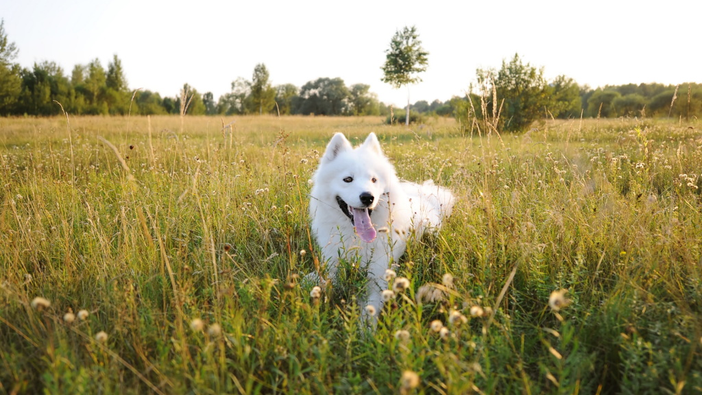 Breead of the week. The Samoyed dog - Aller Petfood